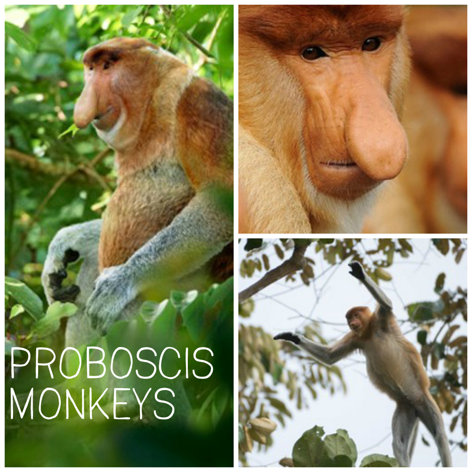 Proboscis Monkey Wallpaper