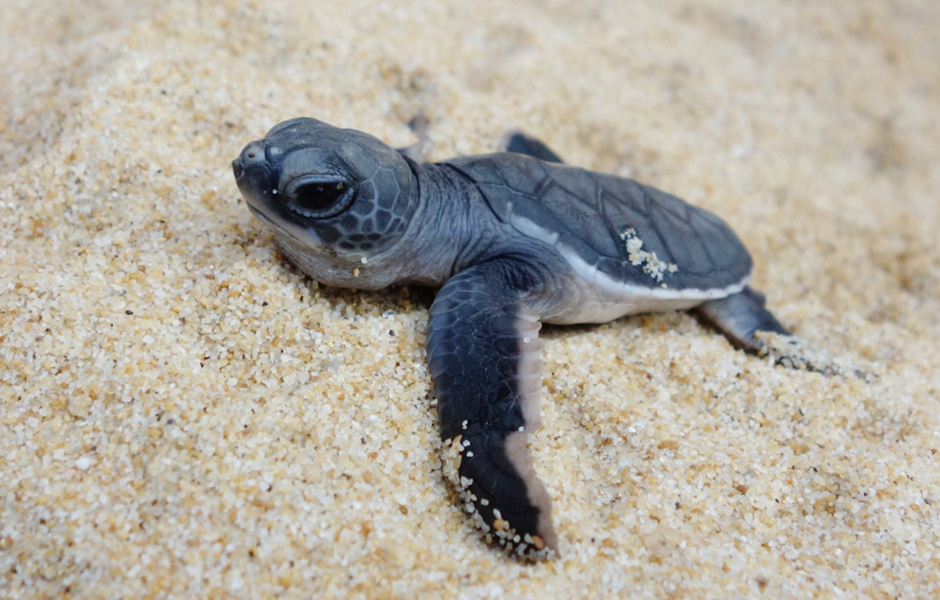 Baby Turtles Hatching at Tanjong Jara | Turquoise Holidays