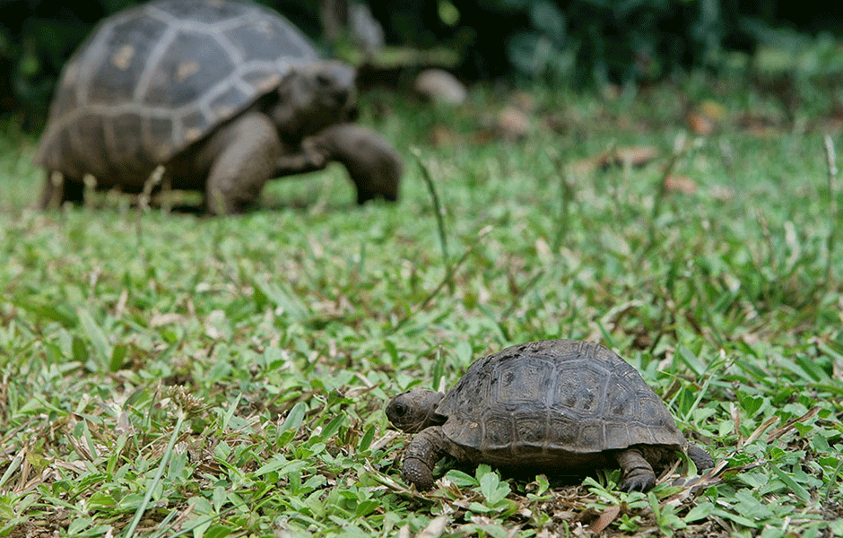 A Turquoise timeline to giant tortoises of North Island, the Seychelles