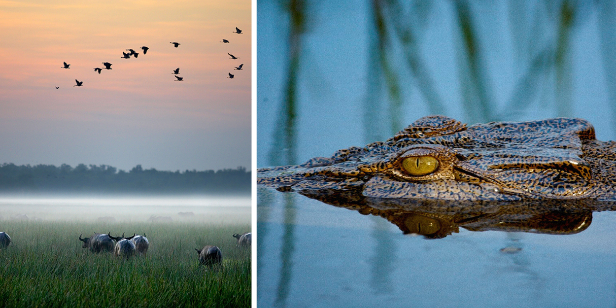 Australia’s Wildlife Guide | Turquoise Holidays | Luxury Holidays