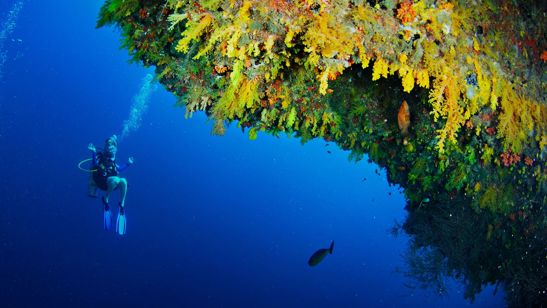 Best House Reefs In The Maldives